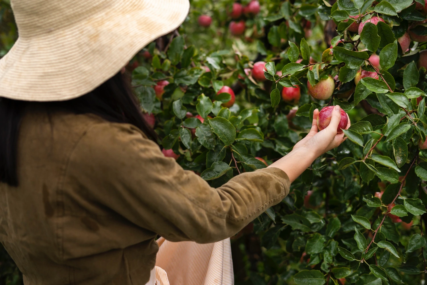 Top 10 Things to Do in Markham This Summer (2025 Guide) | Taskopus
